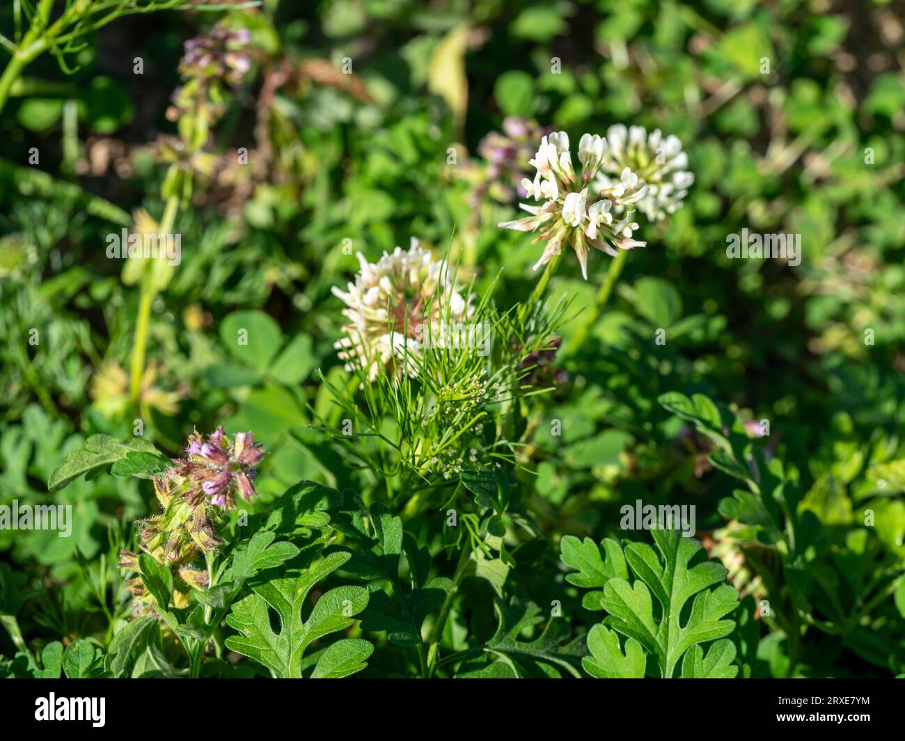 Garden full of weeds, overgrown Stock Photo - Alamy