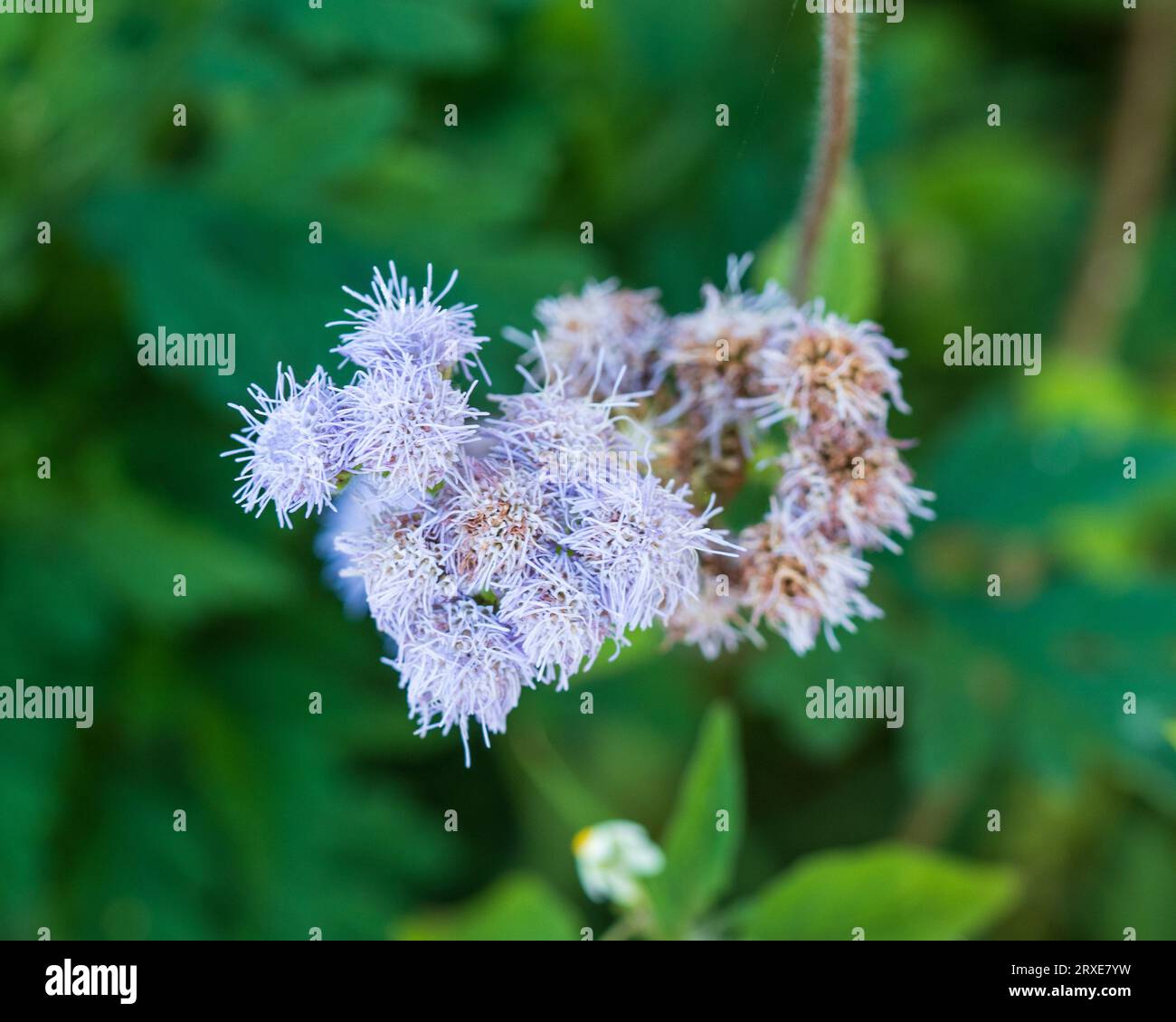 Closeup og flowering weed Stock Photo - Alamy