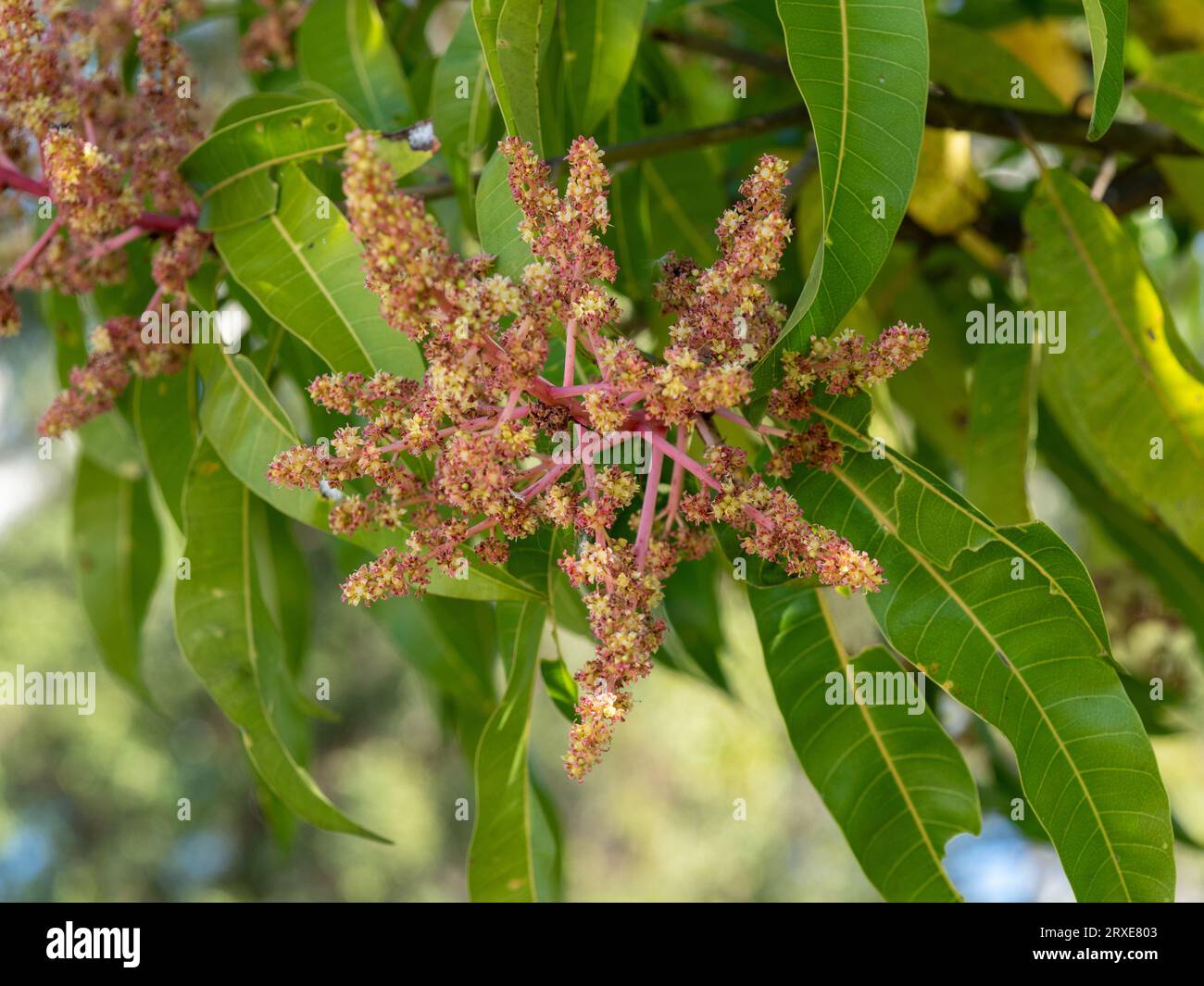 Flowers and Tiny green Mangoes growing on the pink stems of a Mango ...