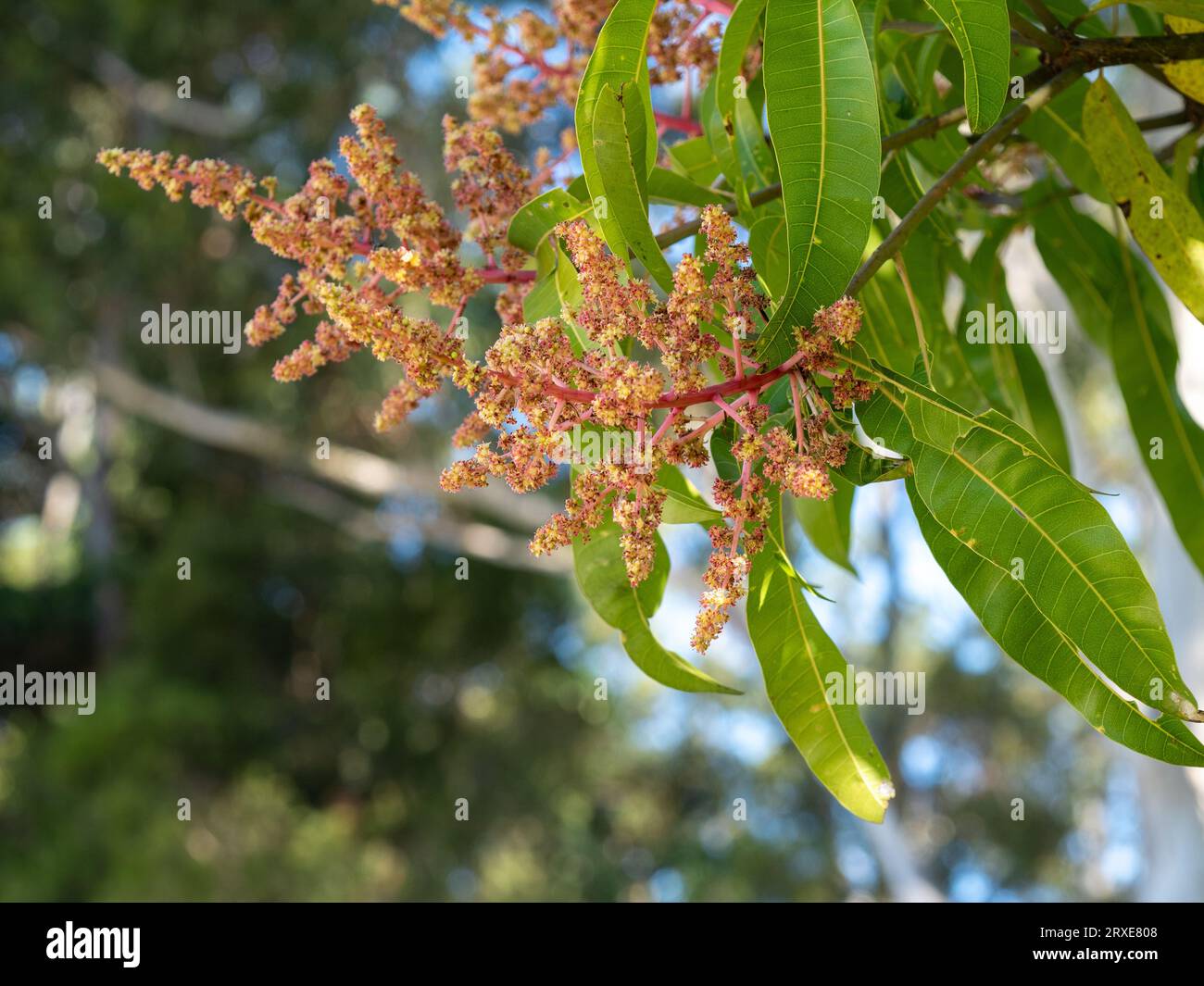 Flowers and Tiny green Mangoes growing on the pink stems of a Mango ...