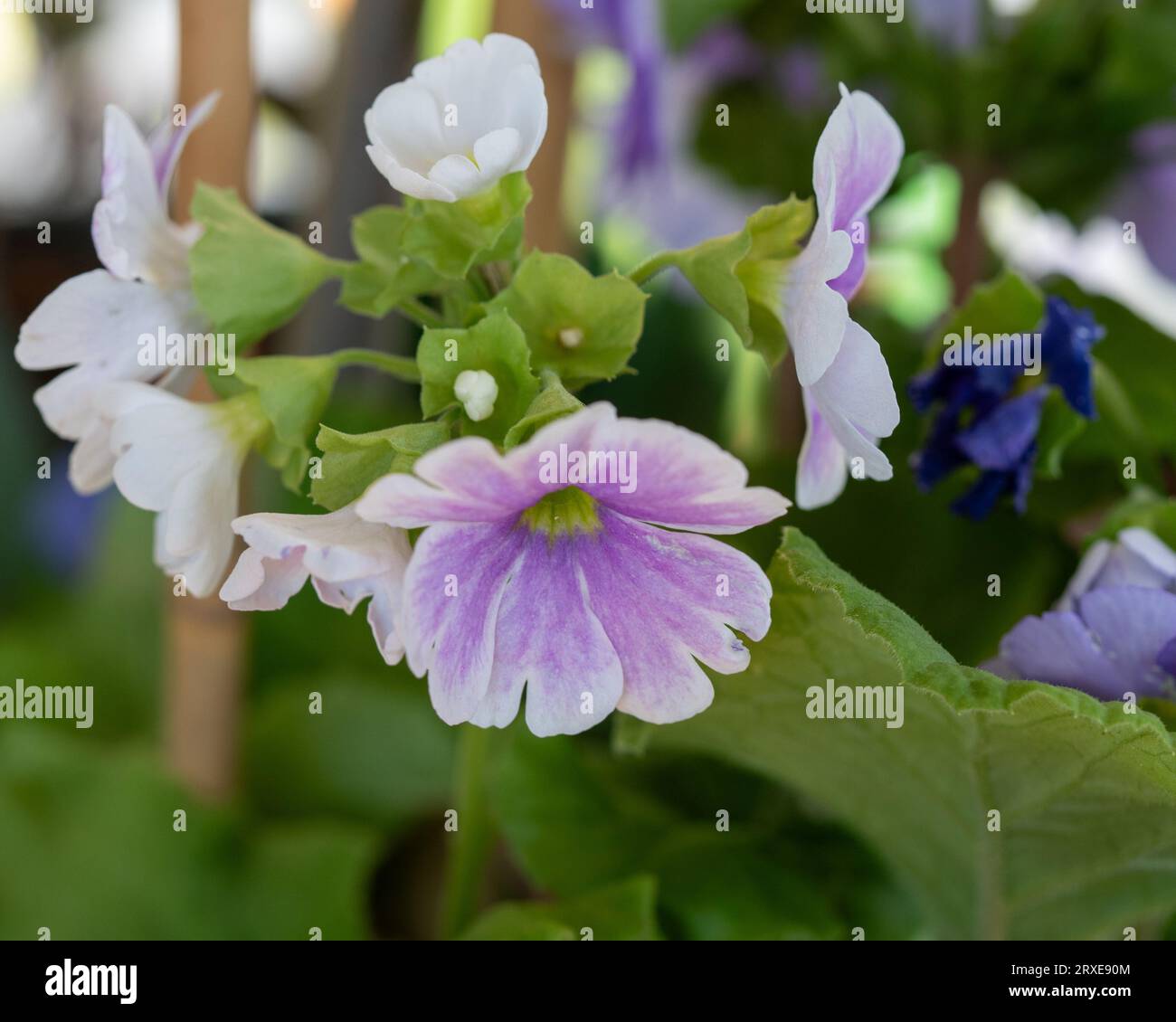 Purple primula obconica hi-res stock photography and images - Alamy