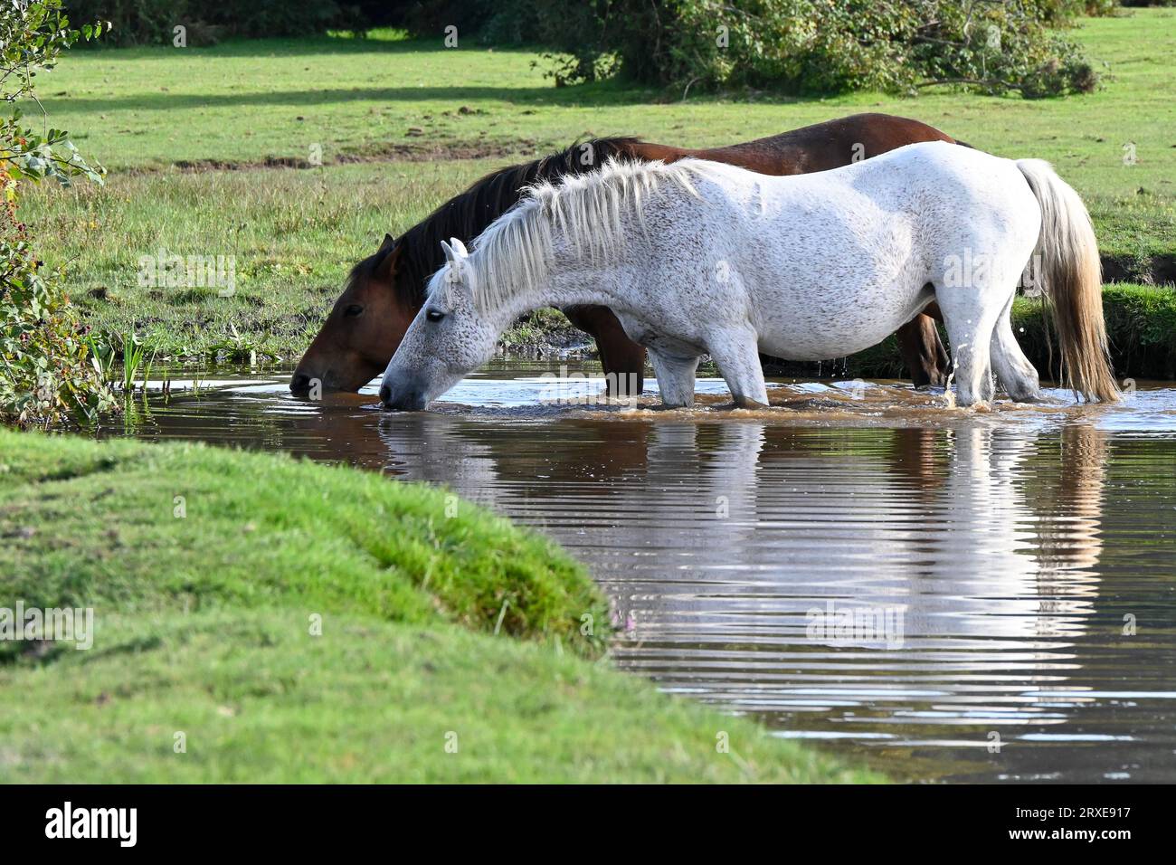 The New Forest National Park, Hampshire, Wild ponies roaming freely in ...