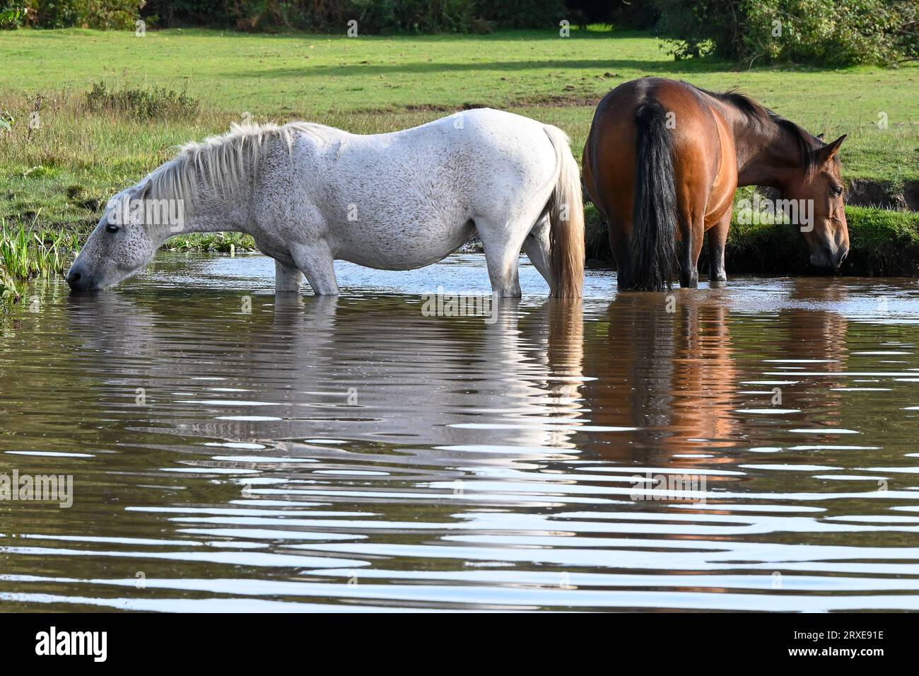 The New Forest National Park, Hampshire, Wild ponies roaming freely in ...