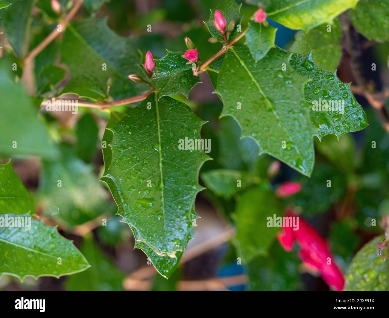 Red flowers budding on traditional holly shaped leaves of the Holly ...