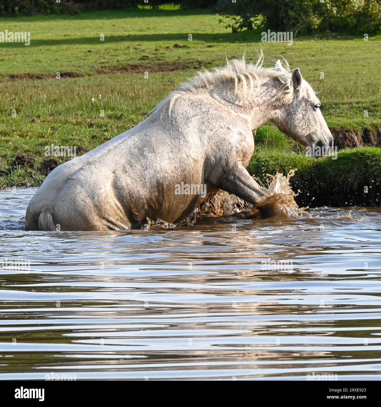 The New Forest National Park, Hampshire, Wild ponies roaming freely in ...