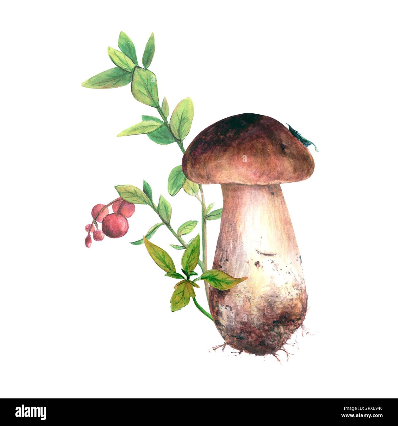 Watercolor illustration set of boletus mushroom and red cranberry stem ...