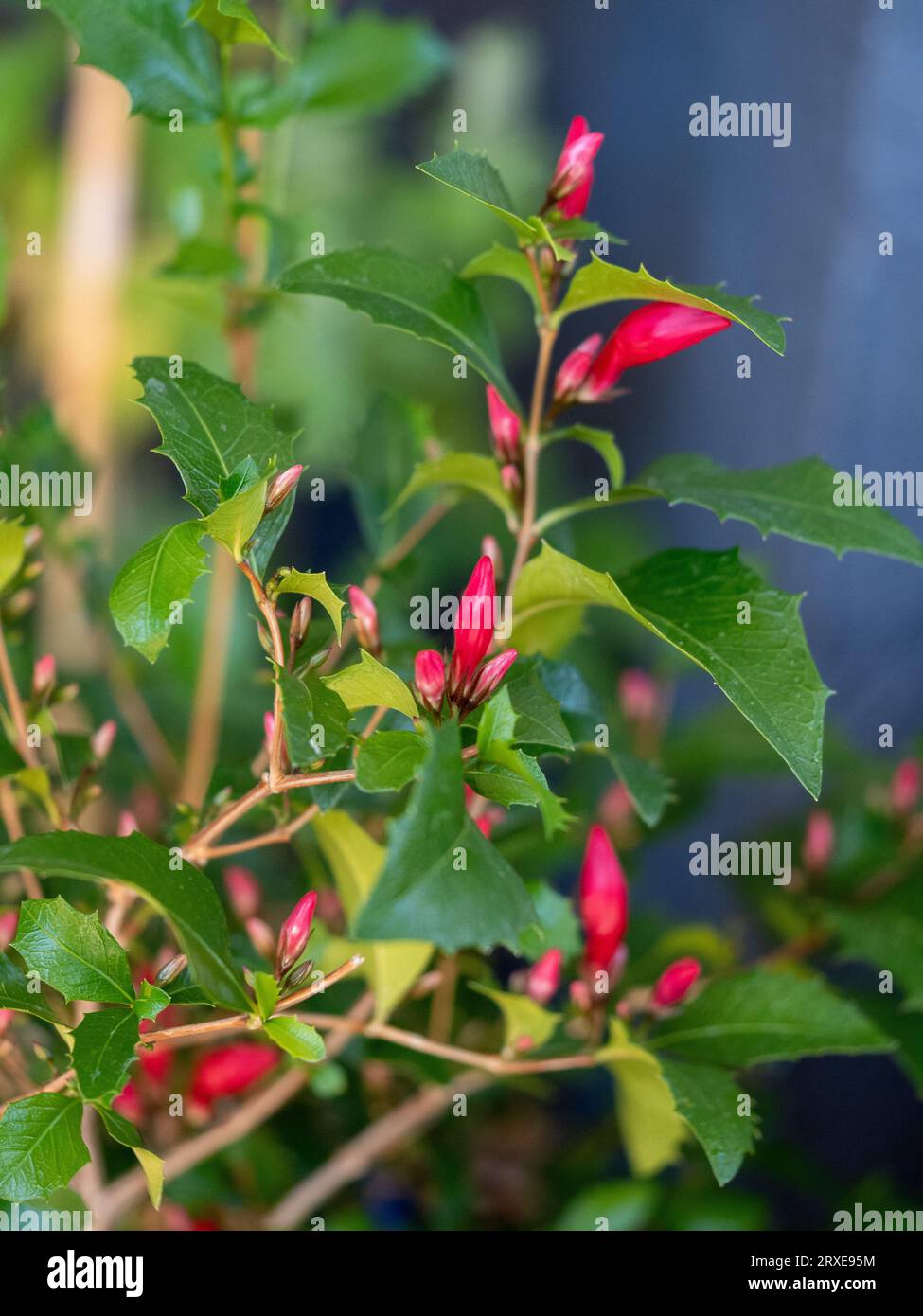 Red flowers on traditional holly shaped leaves of the Holly Fuchia, in ...