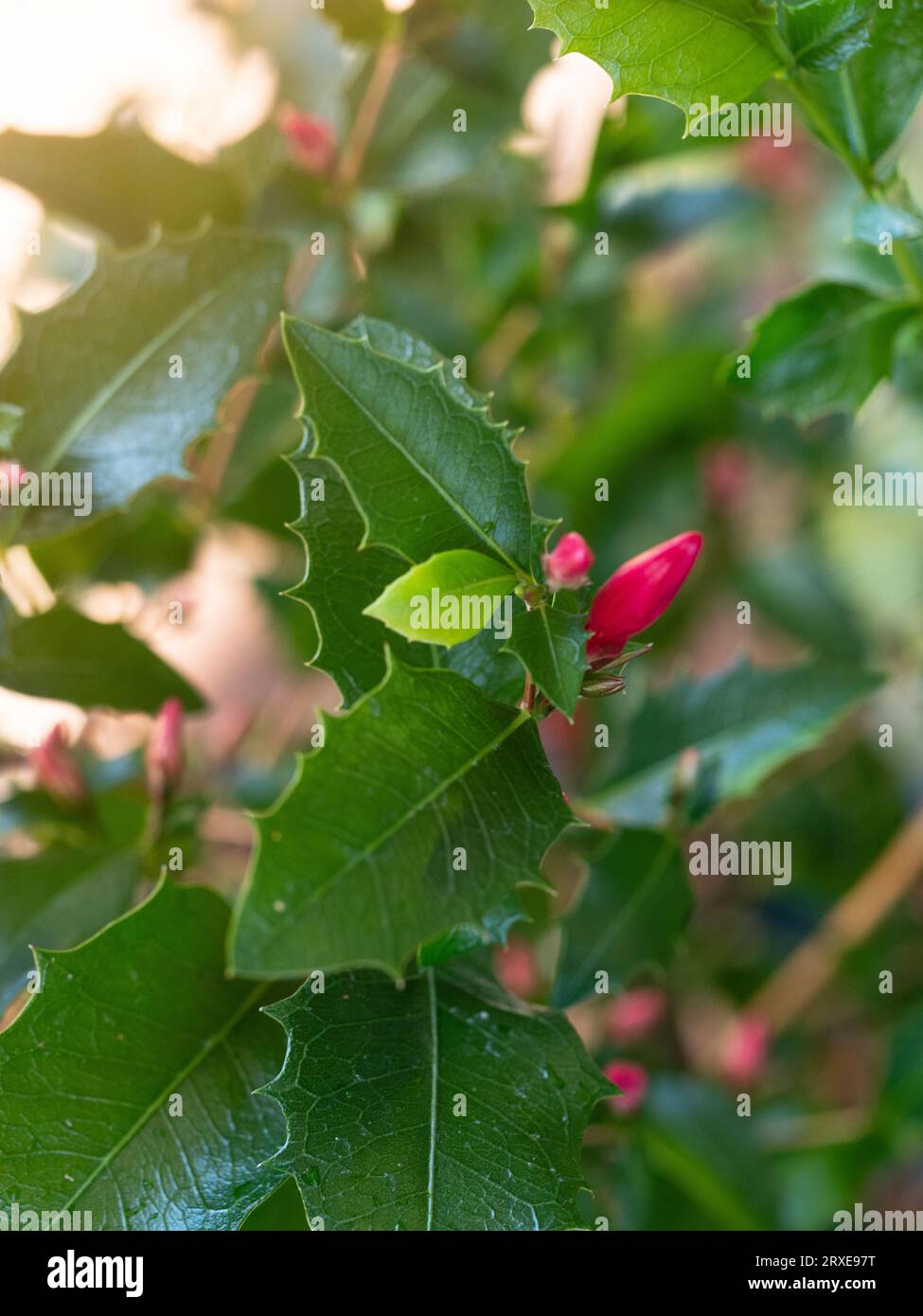 Red flowers budding on traditional pointy holly shaped leaves of the ...