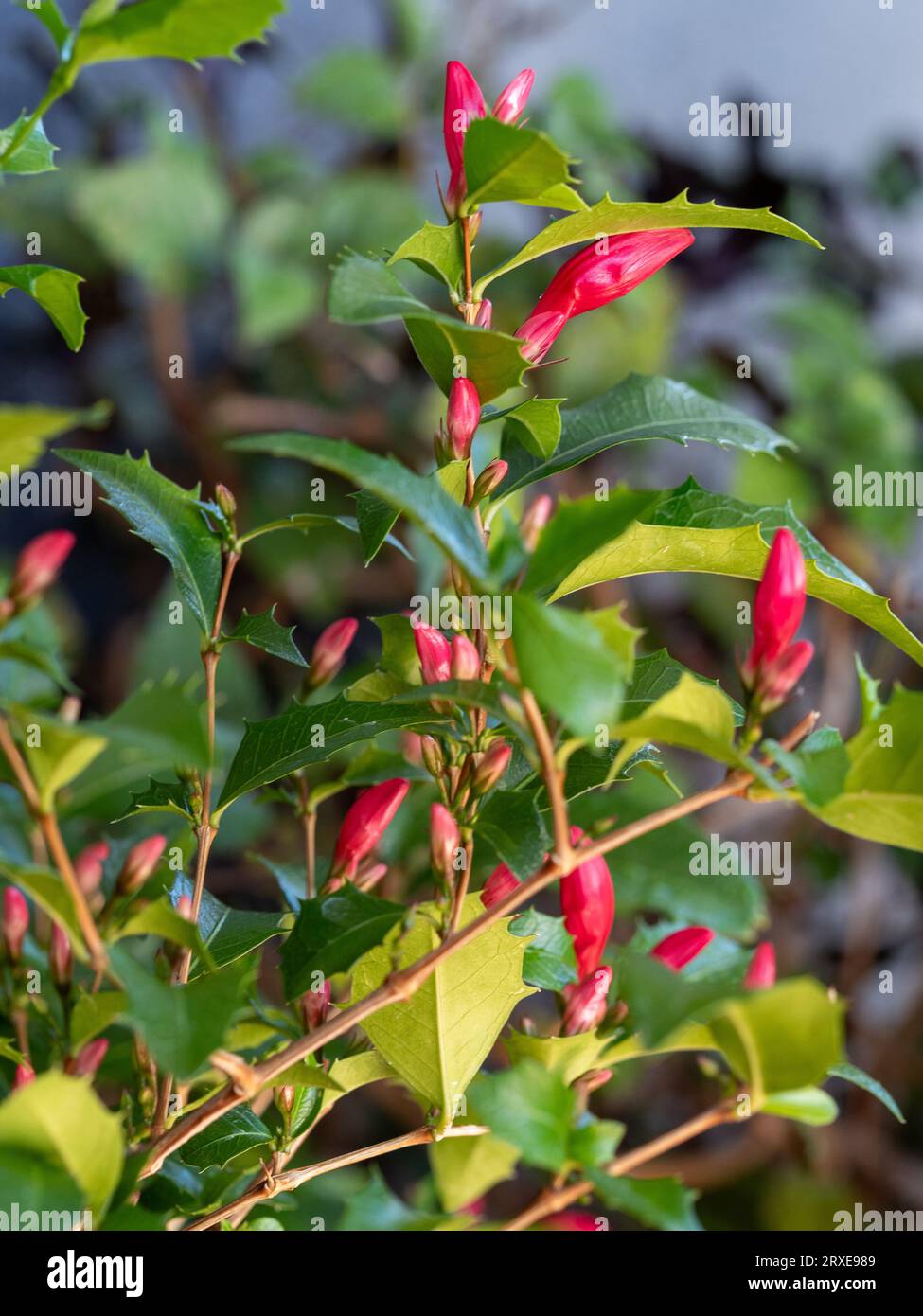 Red flowers on traditional holly shaped leaves of the Holly Fuchia ...