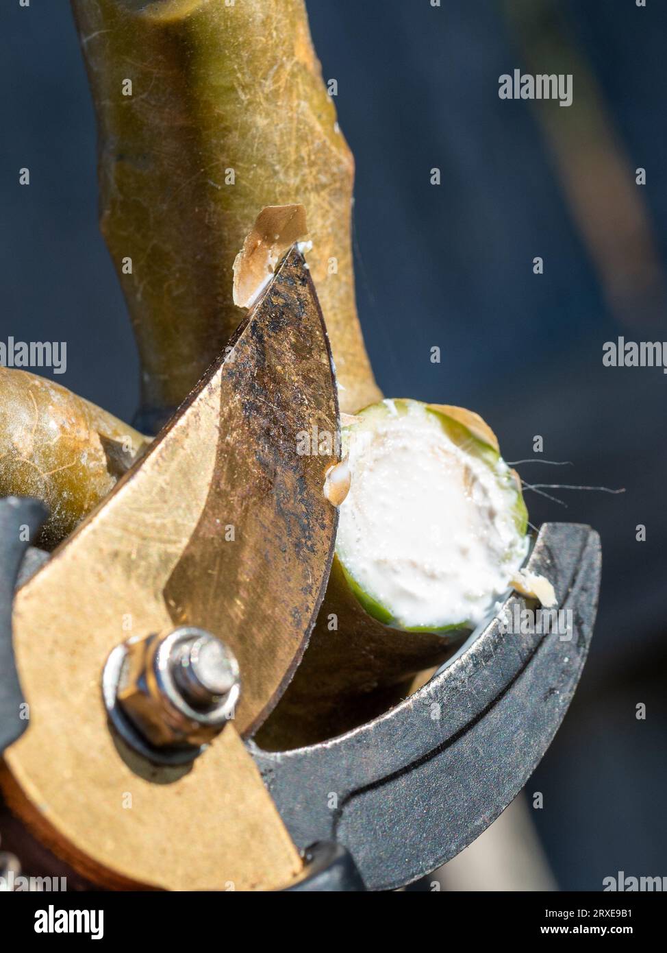 Garden shears cutting off or pruning a branch from a Plumeria or ...