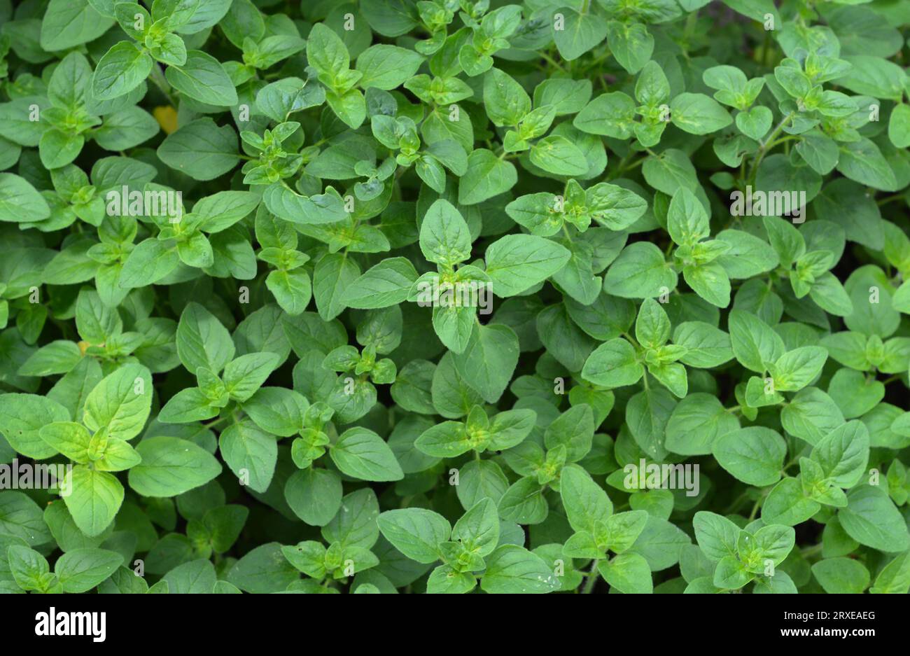 Fresh oregano leaves origanum hi-res stock photography and images - Alamy