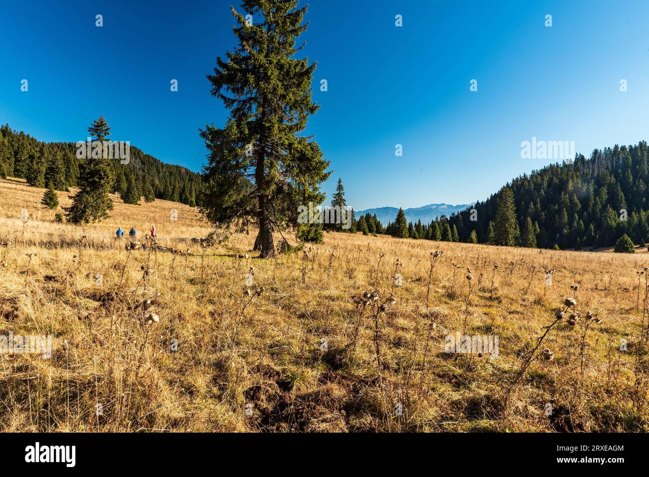 Stredna polana bellow Velky Choc hill summit in Chocske vrchy mountains ...