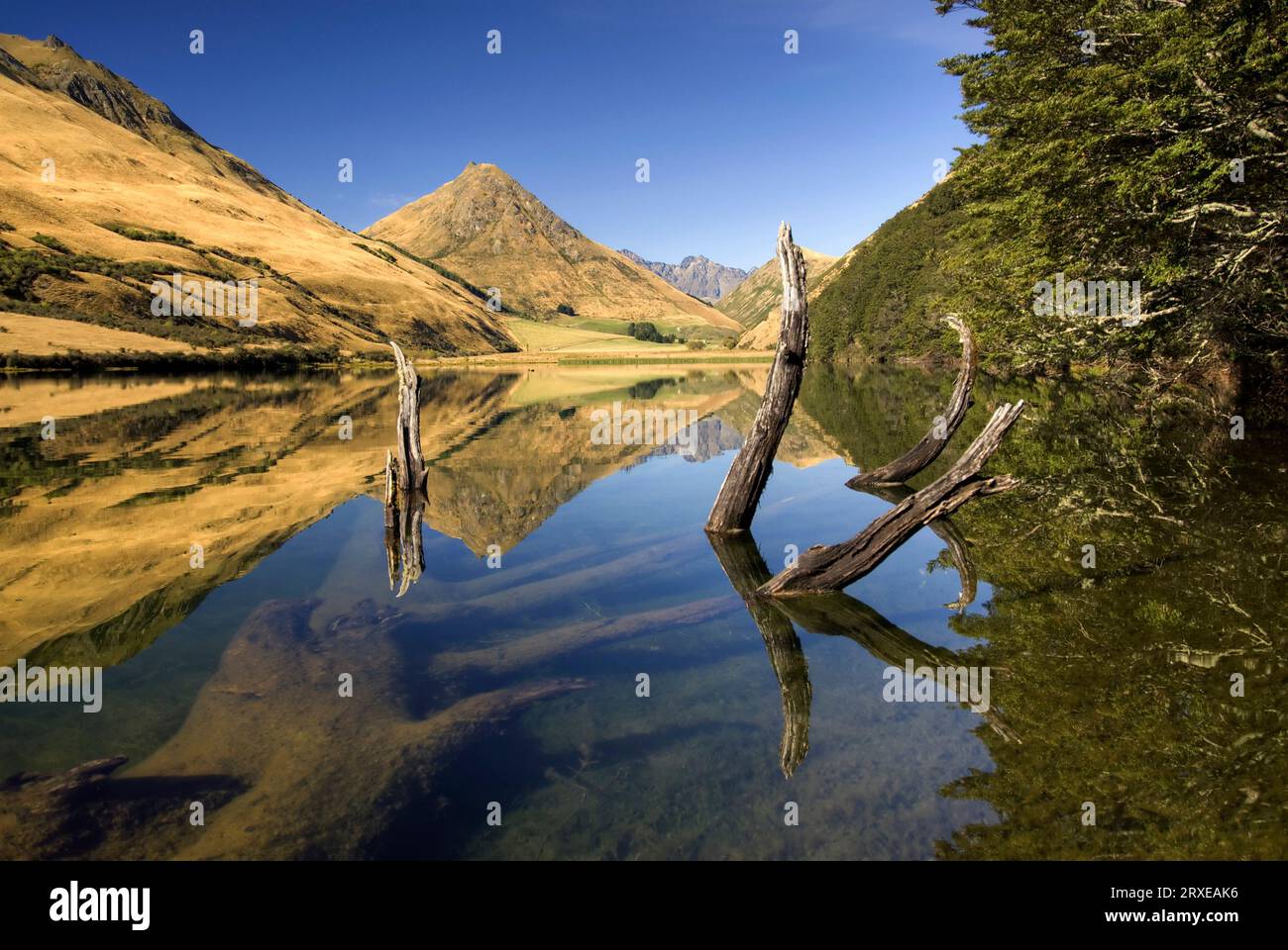 Fallen tree rising from reflection on Moke Lake, Queenstown, South ...