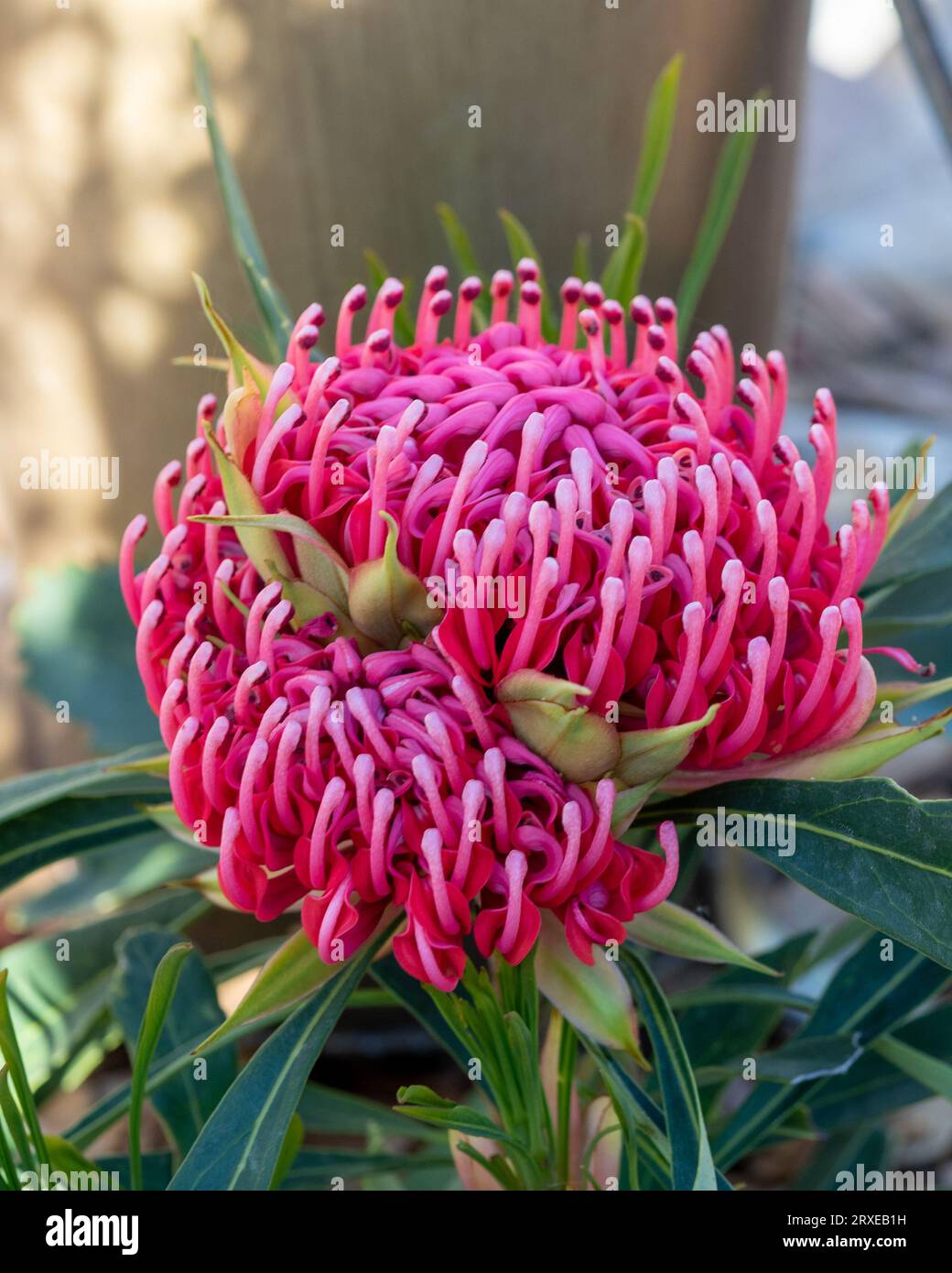 pink Waratah flower, stunning bloom, Australia Stock Photo - Alamy