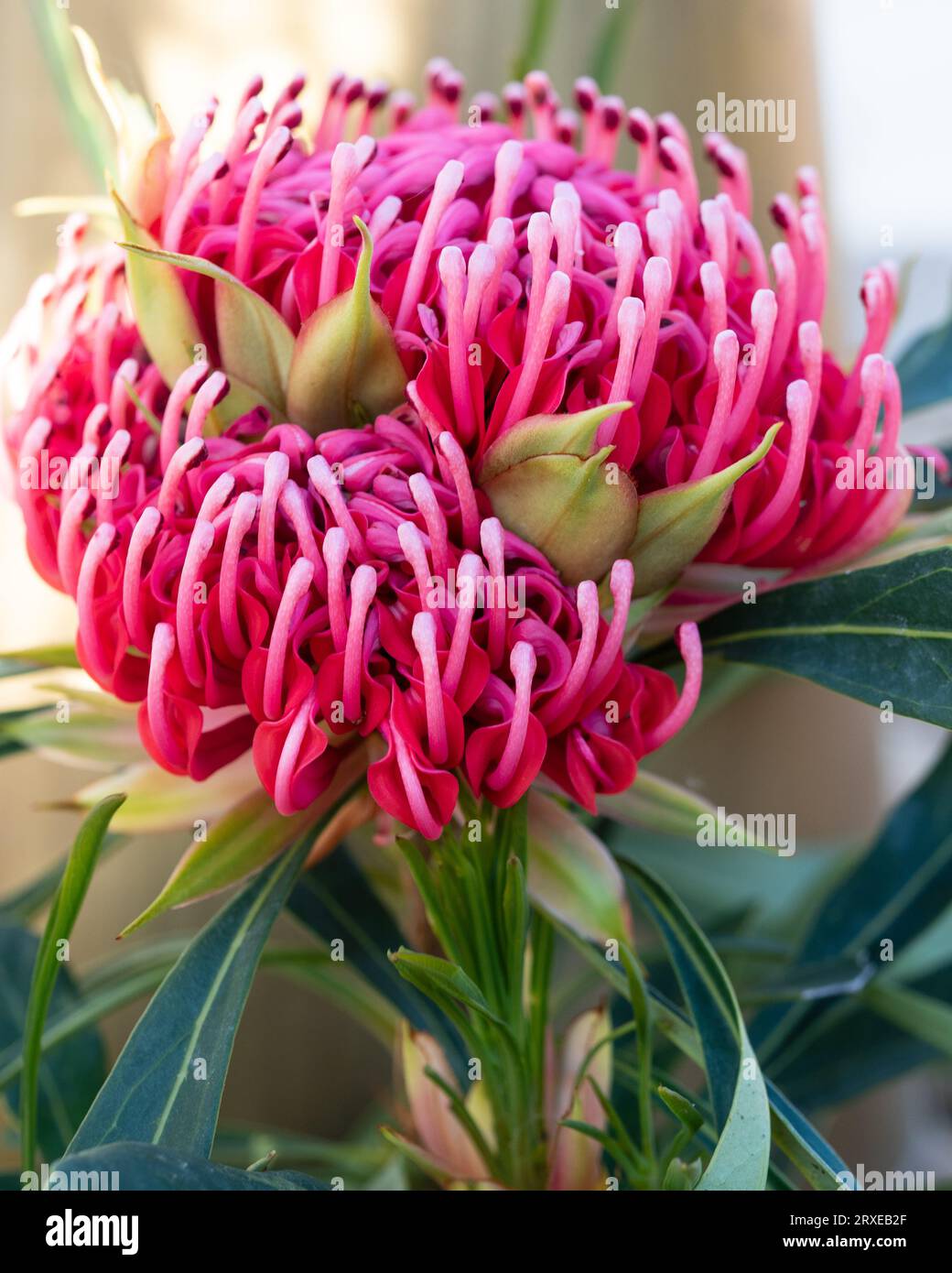 State flower of nsw hi-res stock photography and images - Alamy