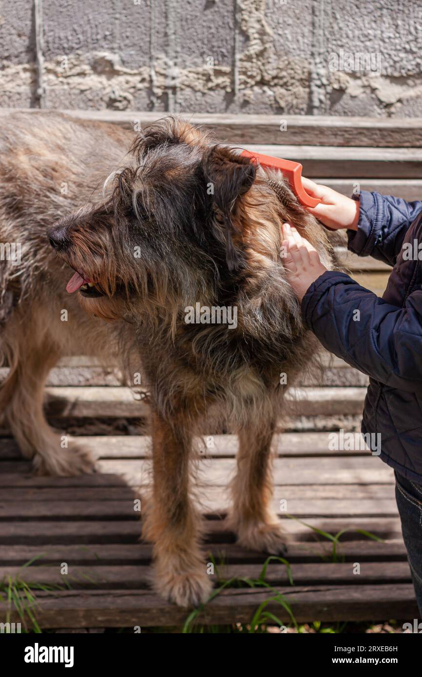 Little girl combing the dog outside Long shedding dog's coat on comb ...