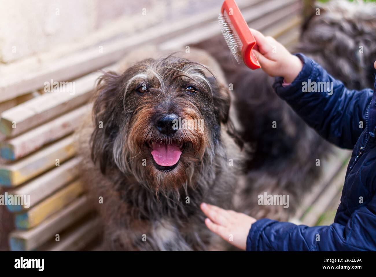 Little girl combing the dog outside Long shedding dog's coat on comb ...