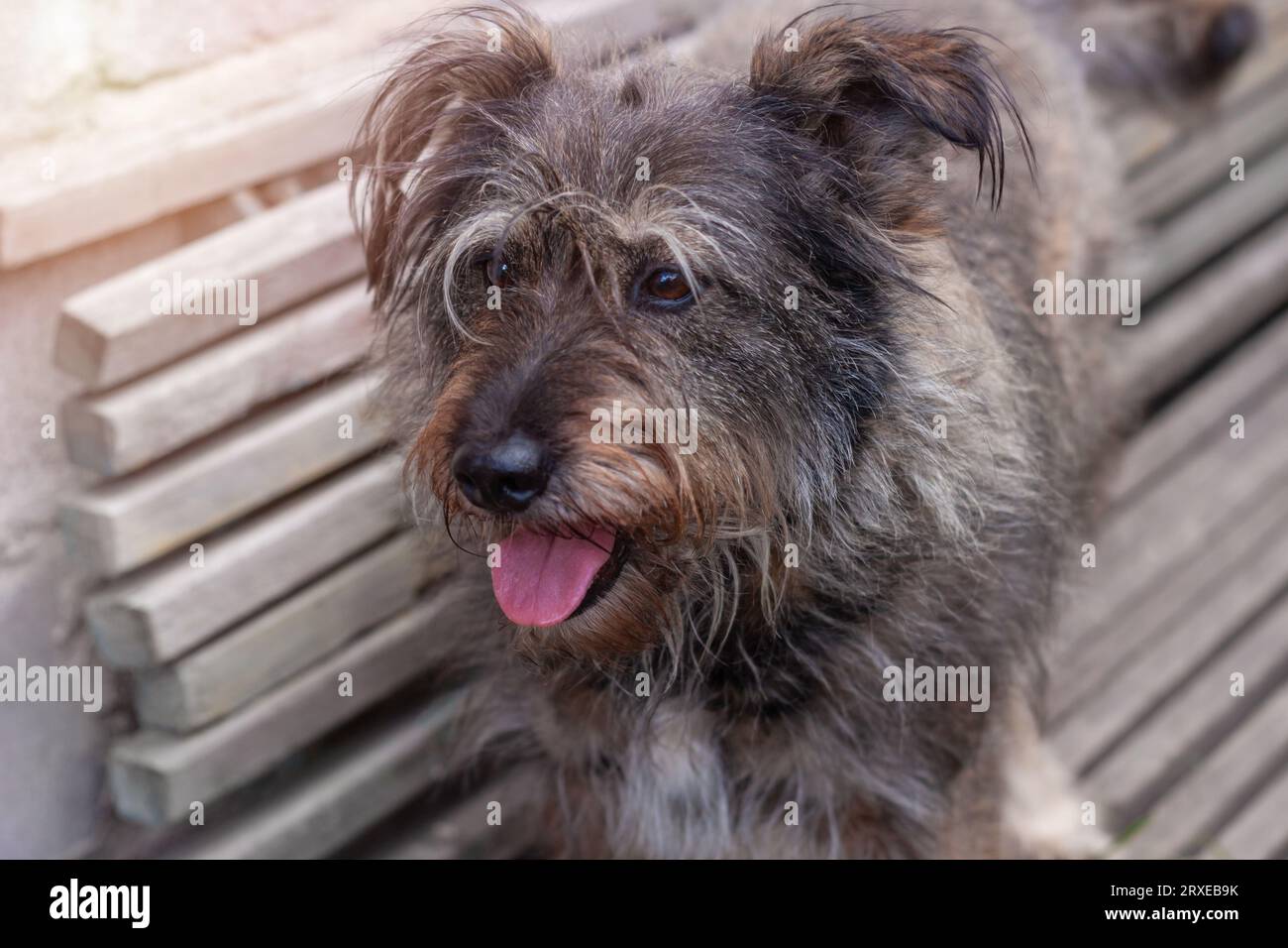 Canine pet long haired mongrel hi-res stock photography and images - Alamy