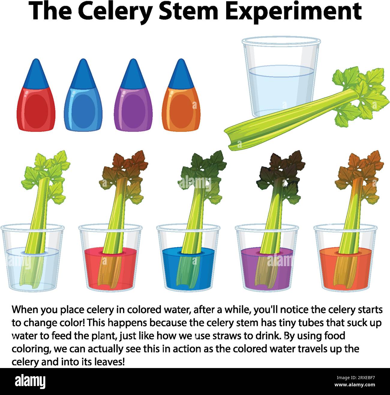 Learn about the effects of color on celery stems in a science ...
