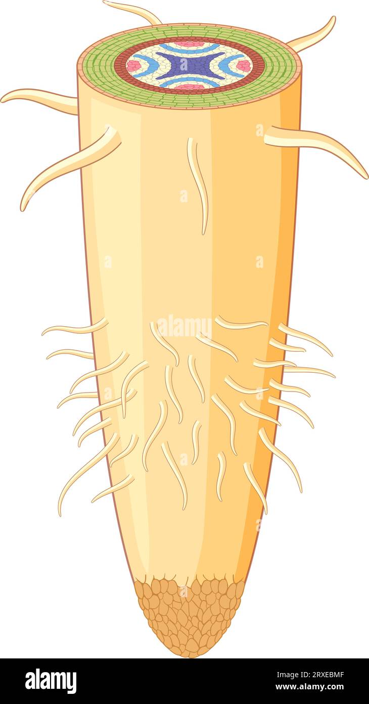 A cartoon-style vector illustration depicting the structure of a plant ...