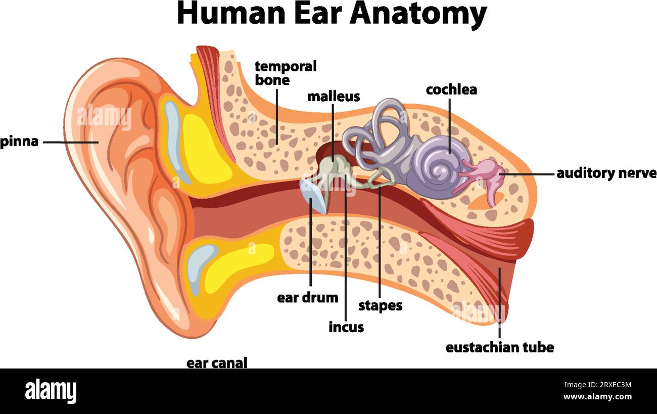 Ear Anatomy Hd Images at Joseph Gilmore blog Ear Anatomy Hd Images at Joseph Gilmore blog