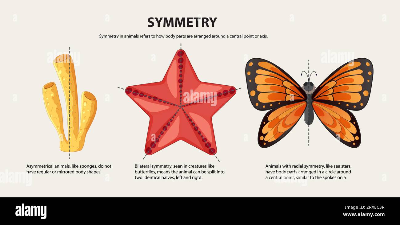 Vector cartoon illustration showcasing geometric and symmetrical animal ...