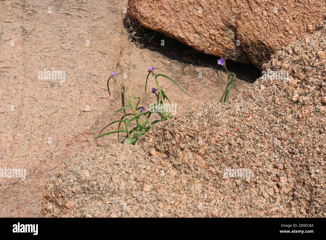 A Doveweed (Murdannia nudiflora) grows in the arid dry granite soil in ...