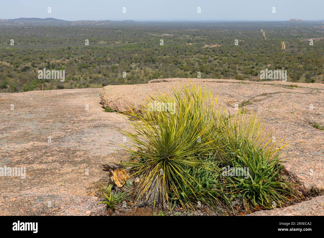 Texas Sotol yucca cactus growing on top of the granite mountain known ...
