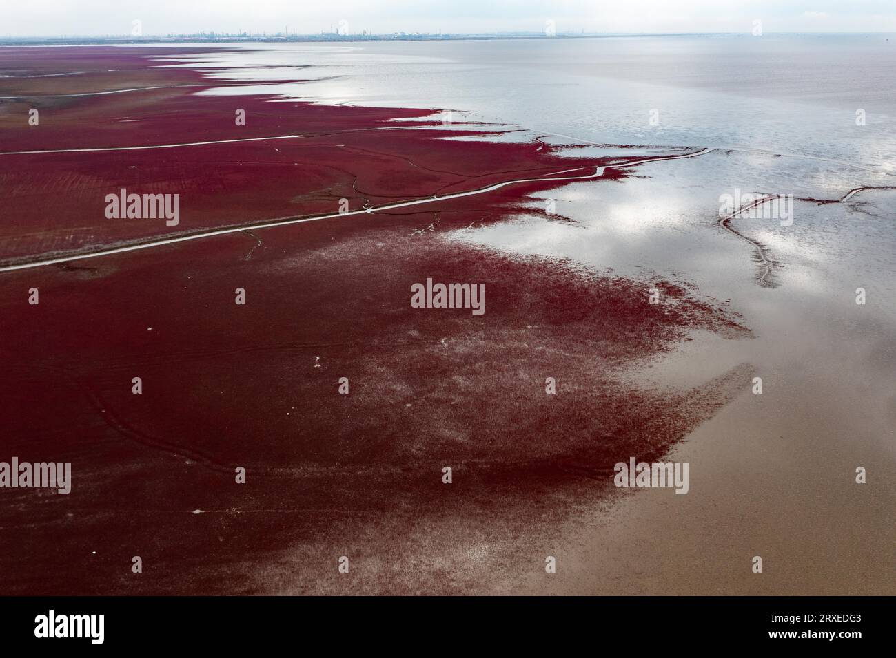 Aerial photo shows beautiful scenes of the red beach wetland in Panjin ...