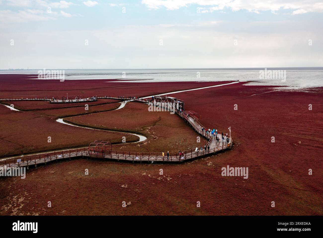 Aerial photo shows beautiful scenes of the red beach wetland in Panjin ...