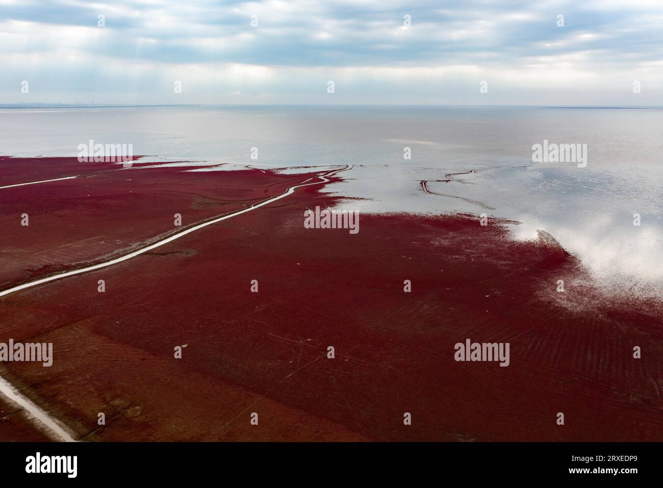 Aerial photo shows beautiful scenes of the red beach wetland in Panjin ...
