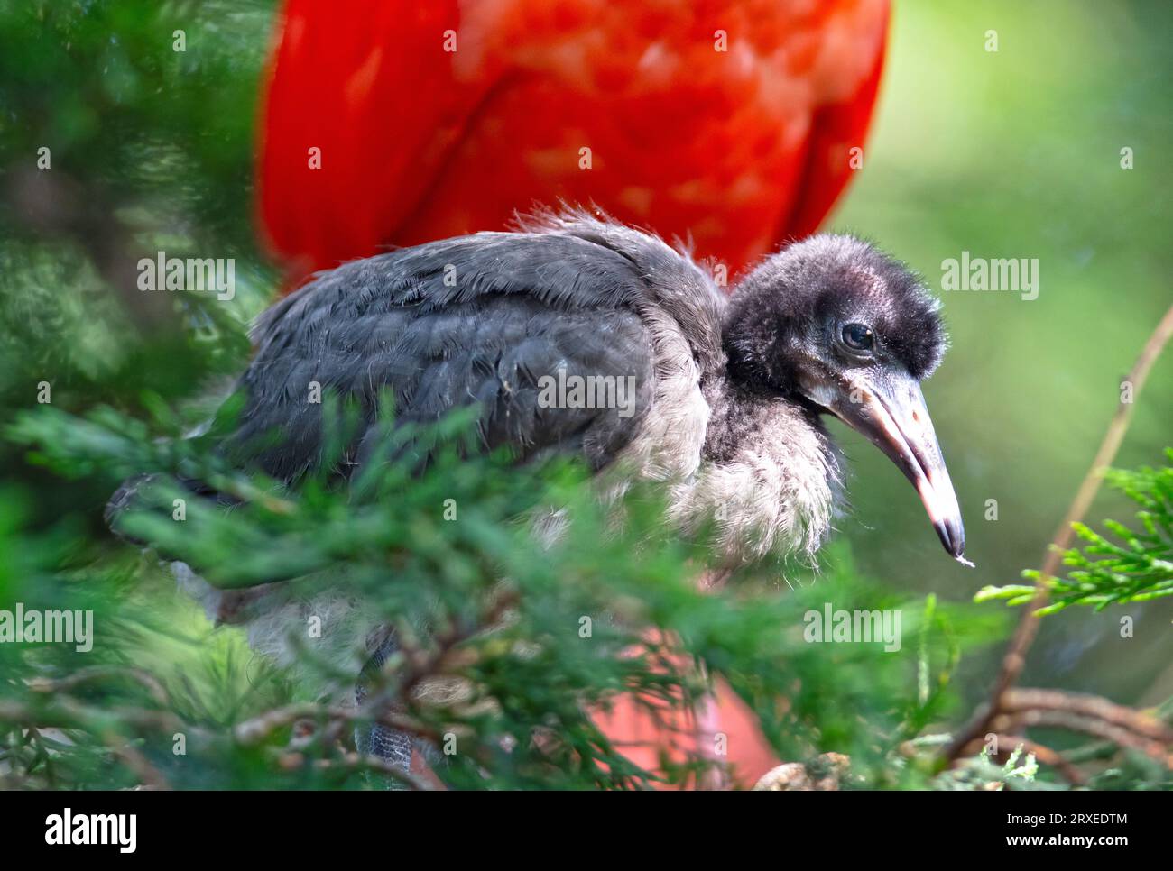 Scarlet Ibis (Eudocimus ruber) with young in nest Stock Photo - Alamy
