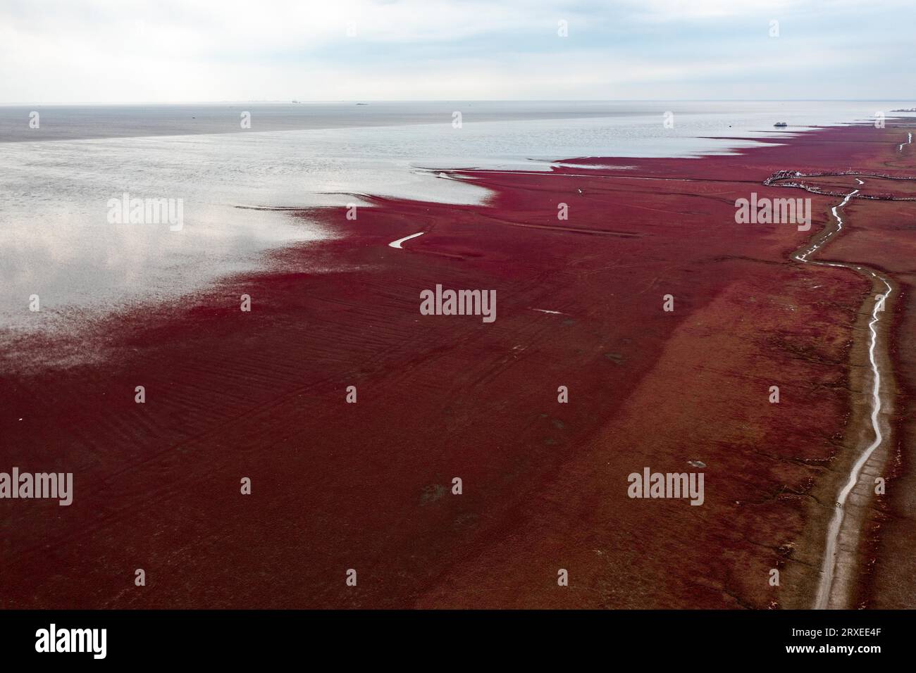 Aerial photo shows beautiful scenes of the red beach wetland in Panjin ...