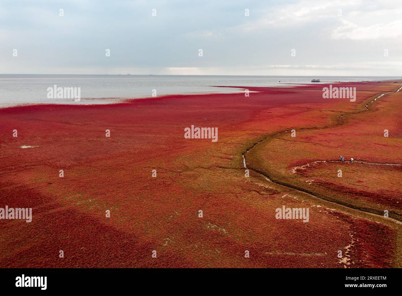 Aerial photo shows beautiful scenes of the red beach wetland in Panjin ...