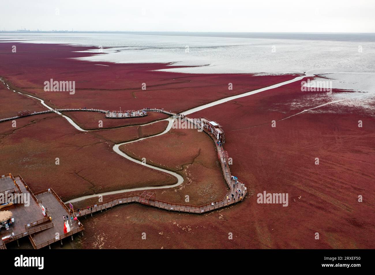 Aerial photo shows beautiful scenes of the red beach wetland in Panjin ...