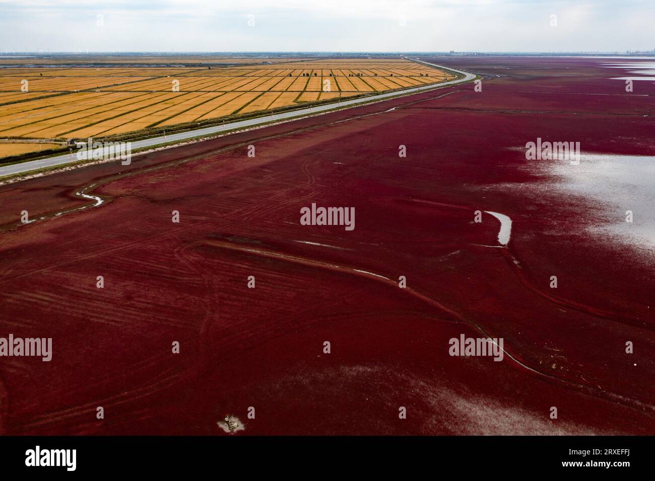 Aerial photo shows beautiful scenes of the red beach wetland in Panjin ...