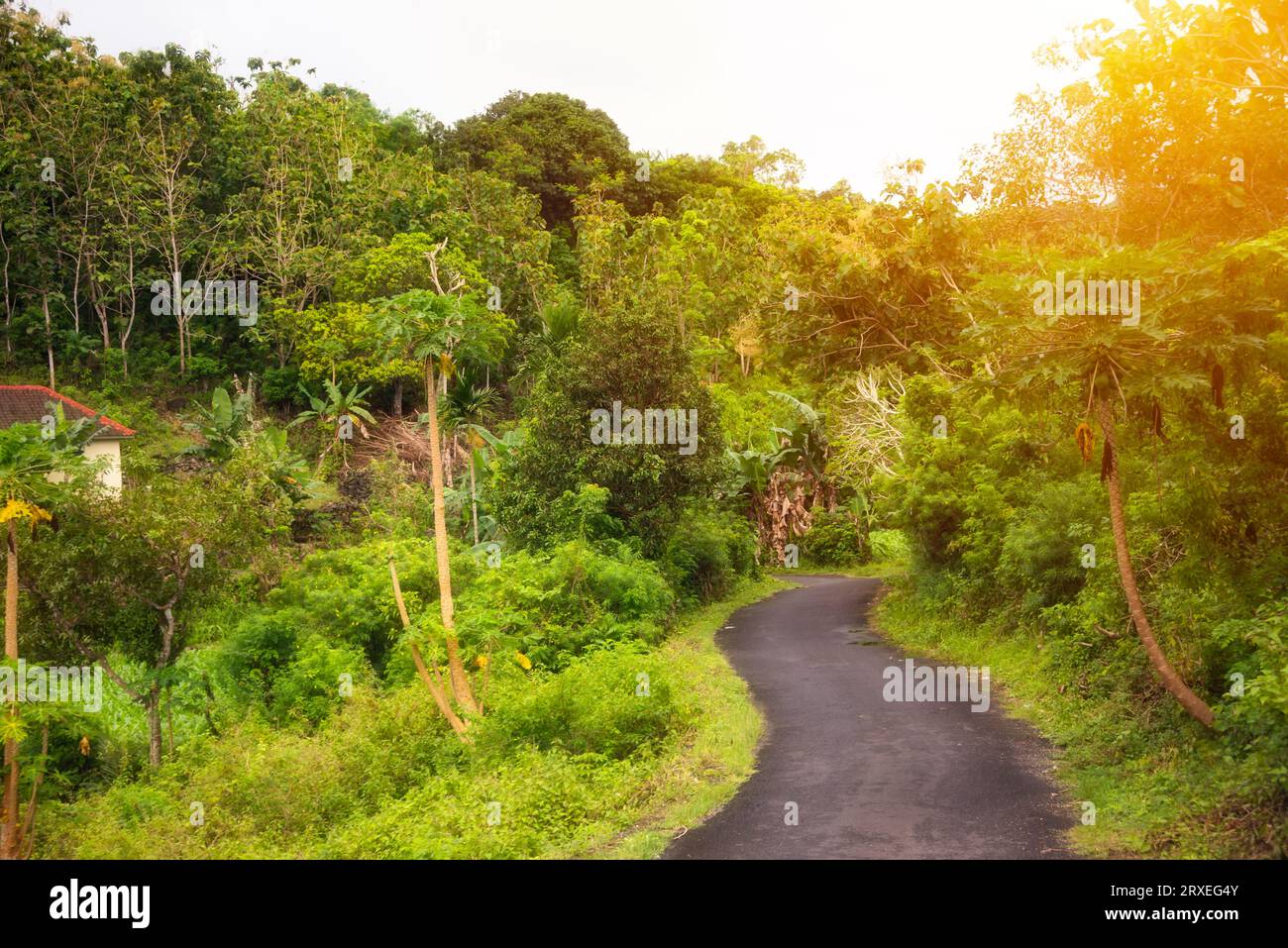 Country road with pal trees on Bali in Indonesia Stock Photo - Alamy