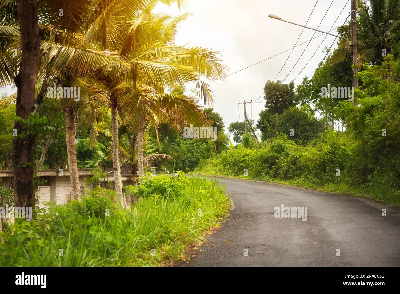 Country road with pal trees on Bali in Indonesia Stock Photo - Alamy