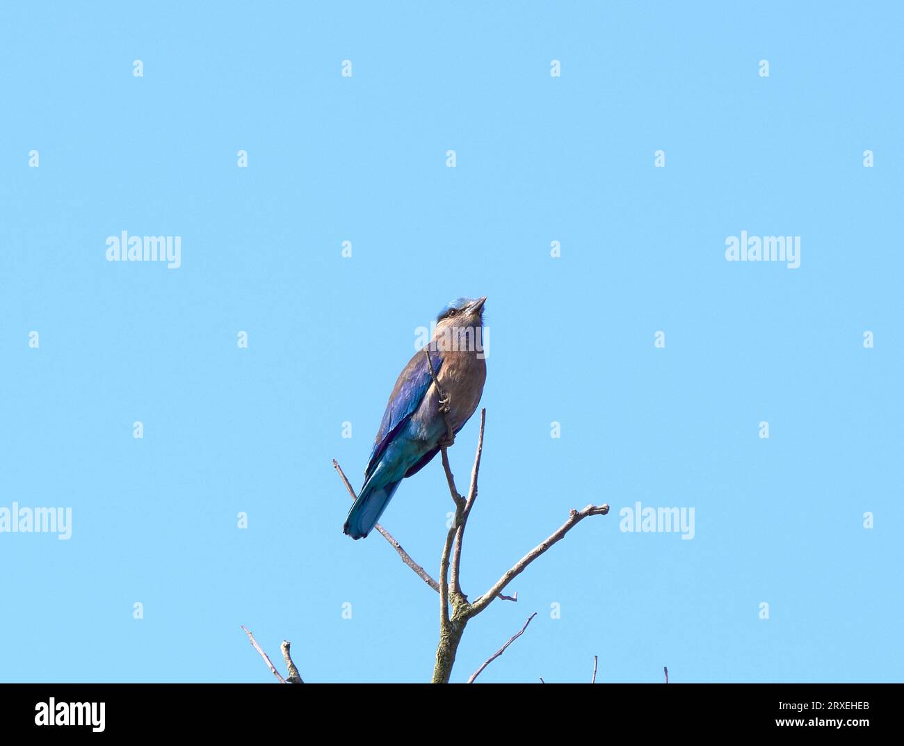 Indian roller birds hi-res stock photography and images - Alamy