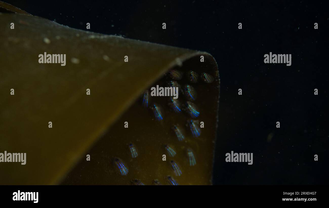 Blue rayed limpets (Patella pellucida) on a kelp frond off the Welsh ...