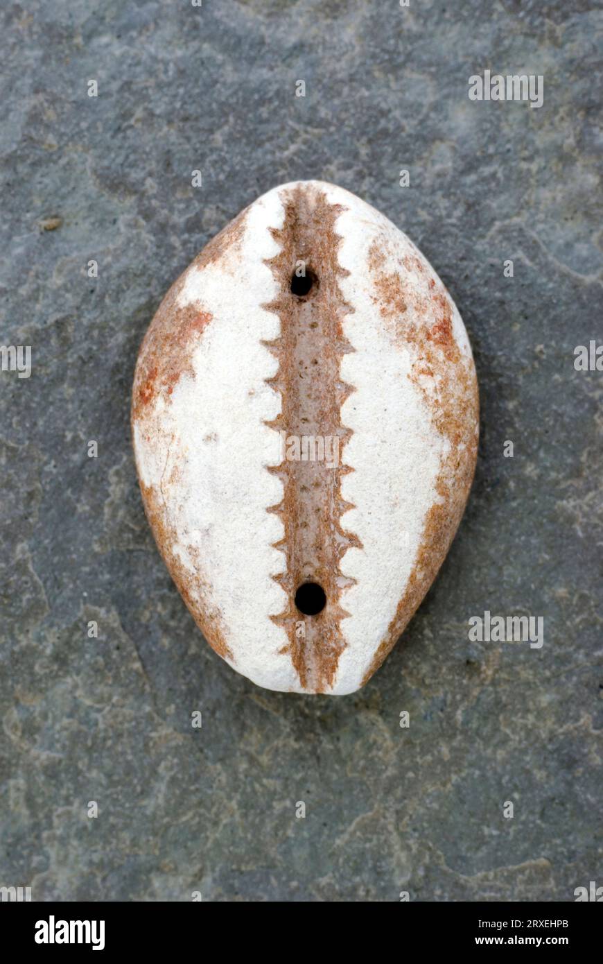 Cowrie shell money hi-res stock photography and images - Alamy