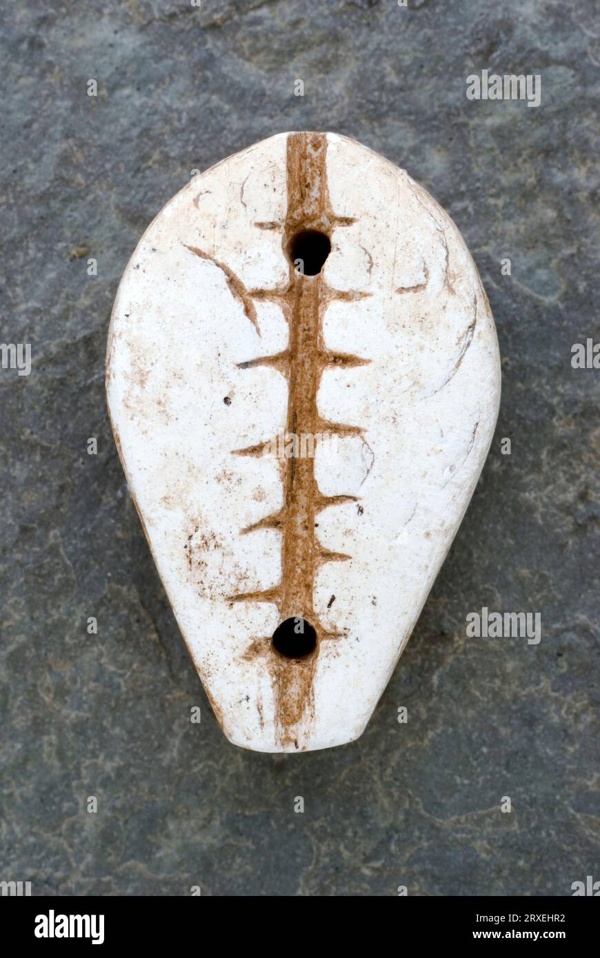 Ancient Chinese Cowrie Shell Imitation in Jade Stock Photo - Alamy