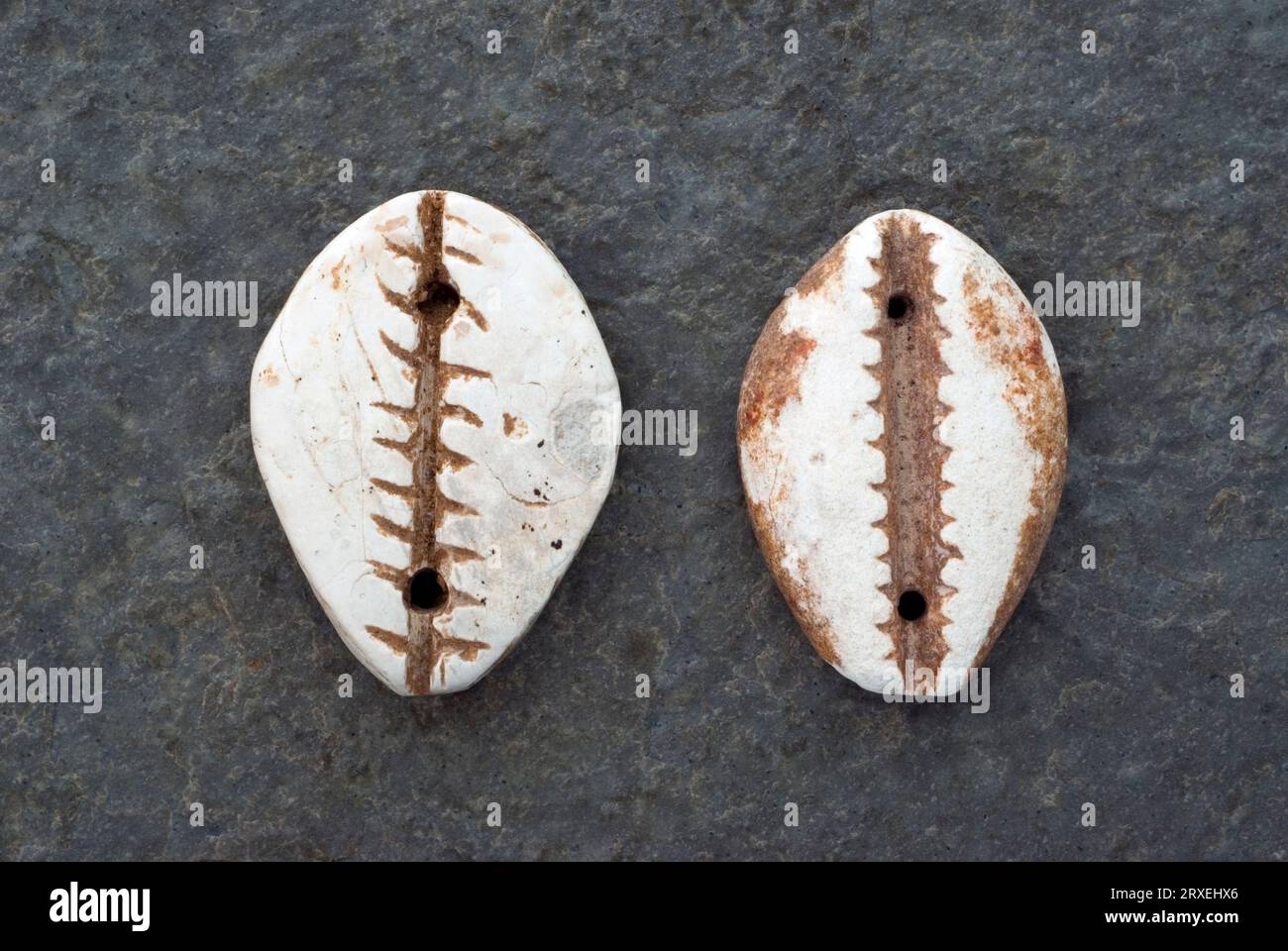 Chinese cowrie hi-res stock photography and images - Alamy