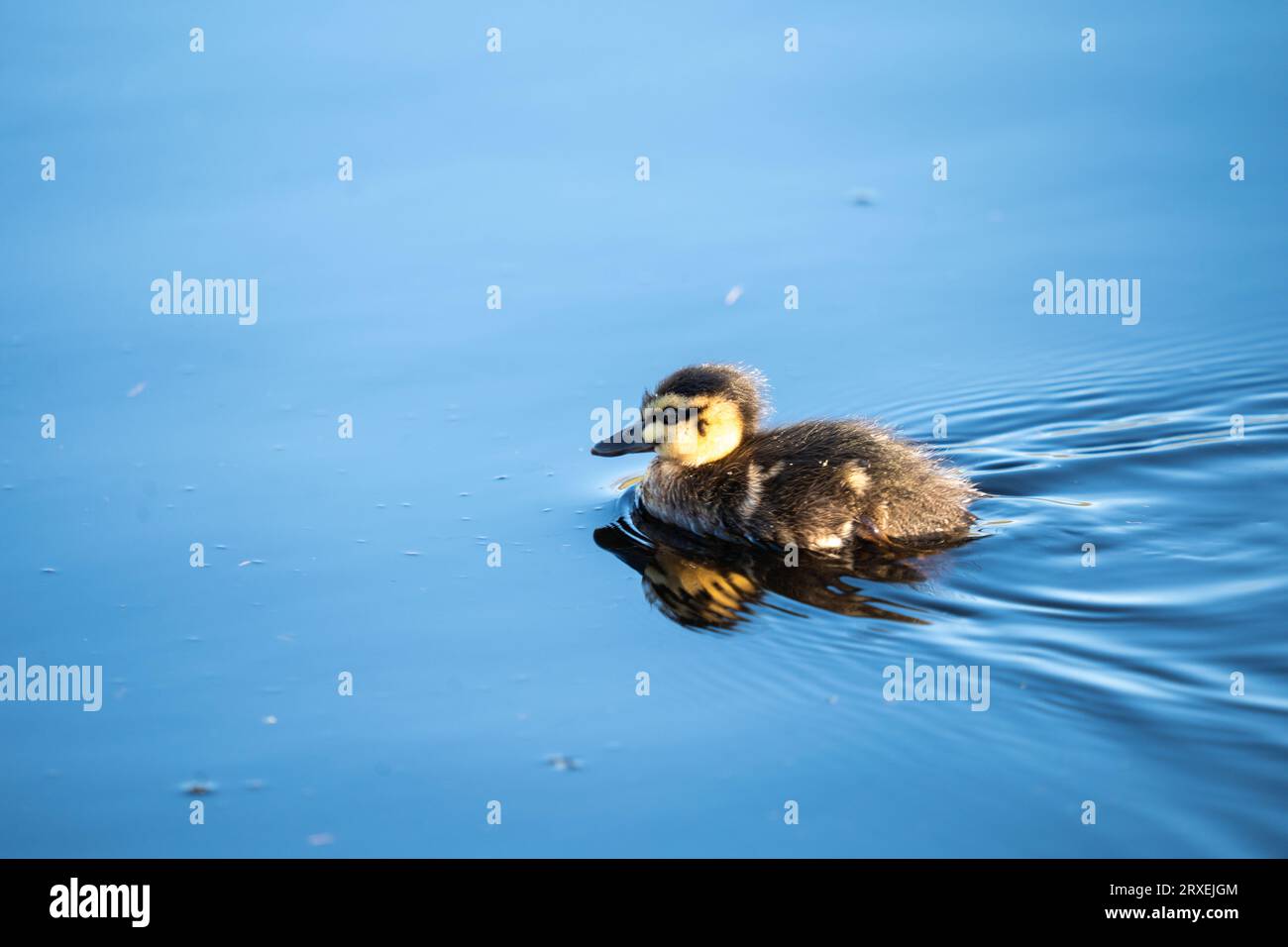 Baby duck golden hour hi-res stock photography and images - Alamy