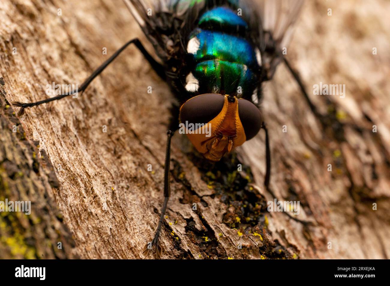 Common Fly resting on a tree Stock Photo - Alamy