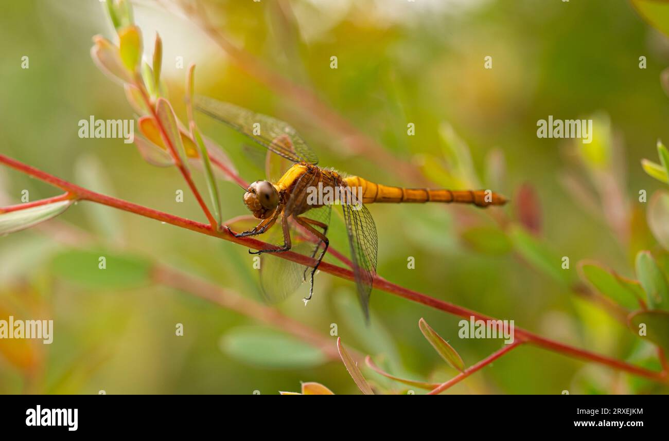 Australian stick insects hi-res stock photography and images - Alamy