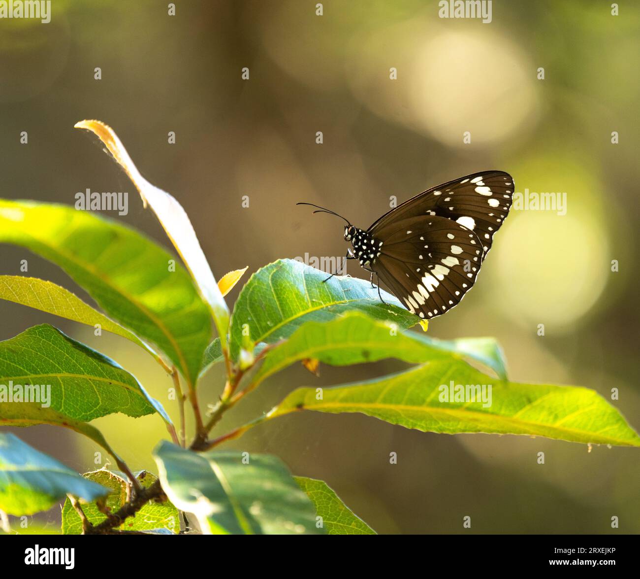 Bufferfly resting on a green plant in the Australian Bush Stock Photo ...