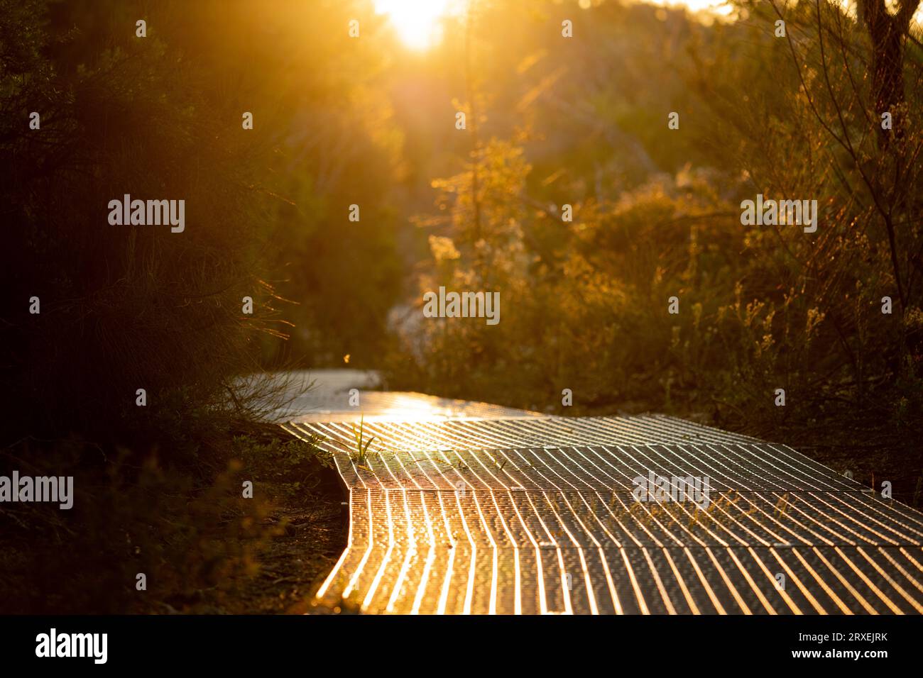 Landscape trees on bushland forest hi-res stock photography and images ...