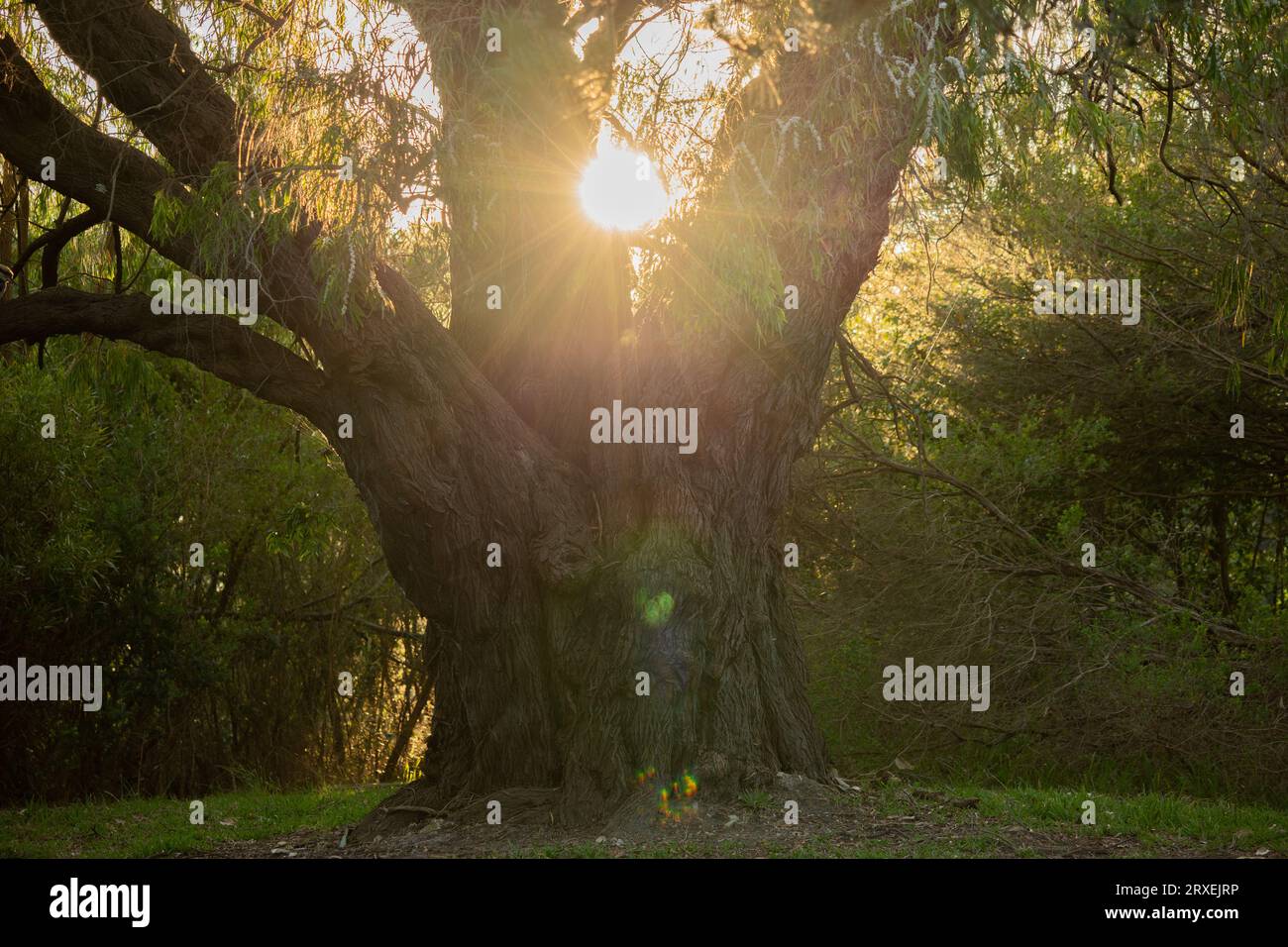 Sunrise Breaks through old Tree Stock Photo - Alamy