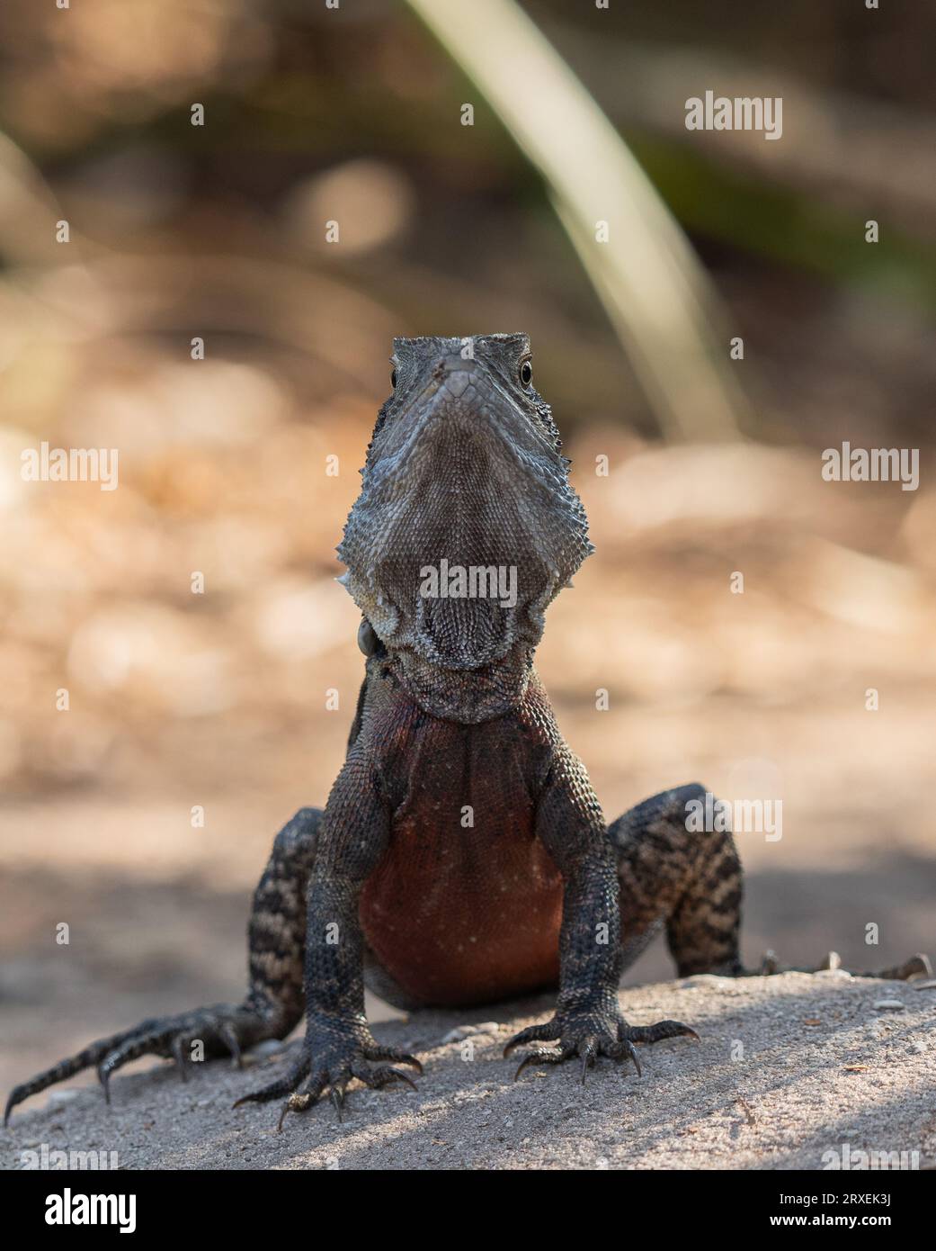 Manly water dragon hi-res stock photography and images - Alamy